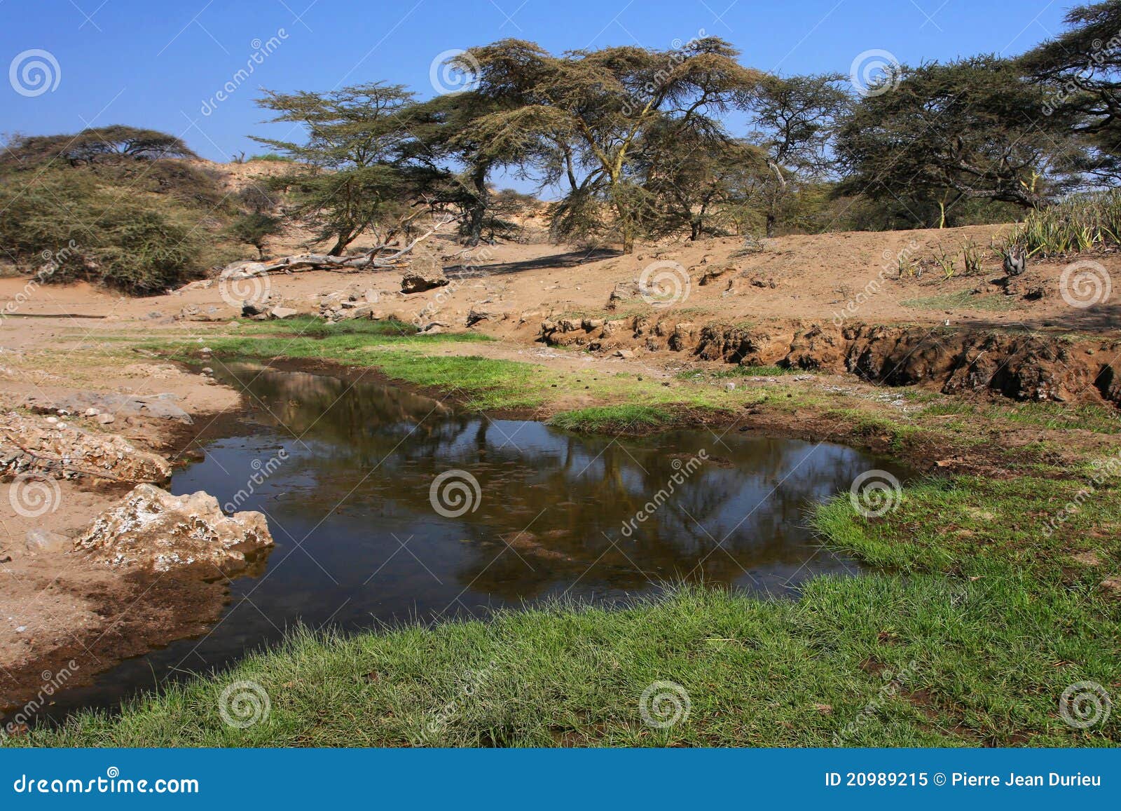 River Landscape in Masai Land Stock Image - Image of tree, tanzania ...