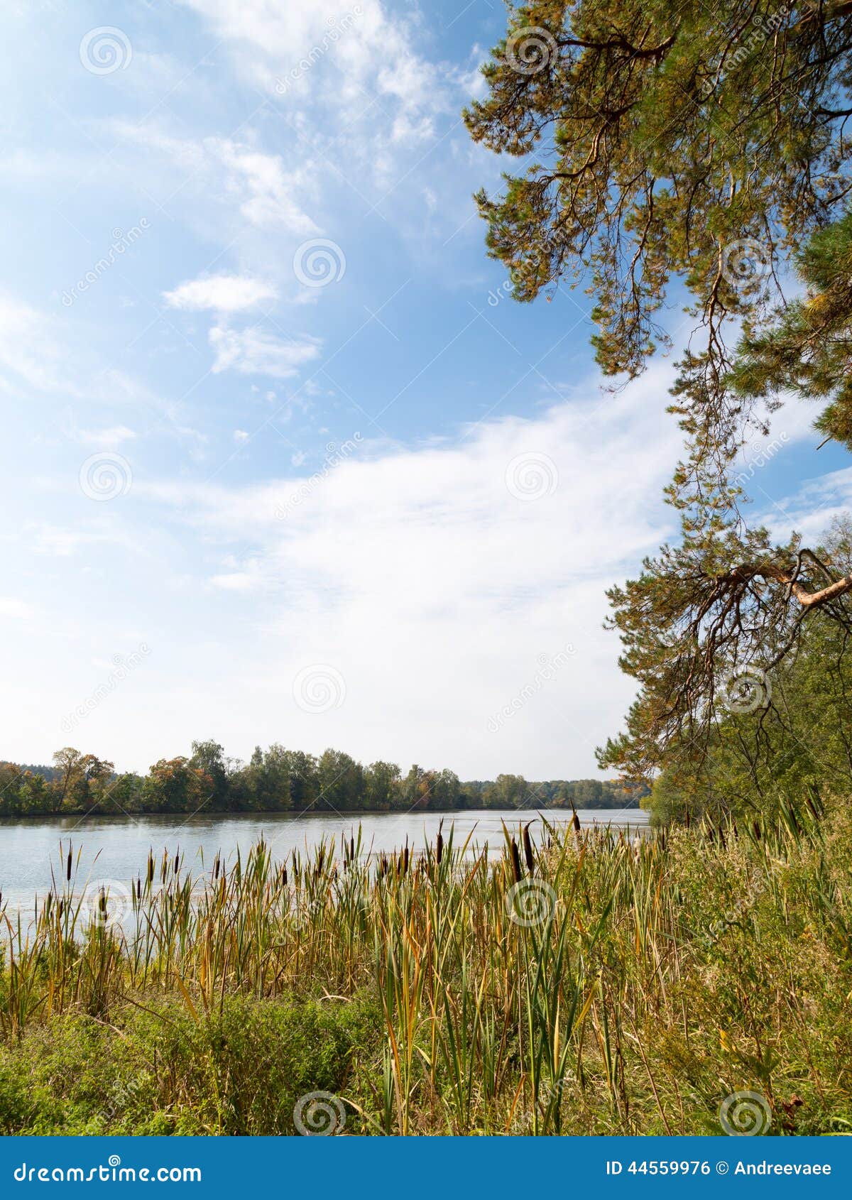 River landscape with reeds stock photo. Image of branch - 44559976