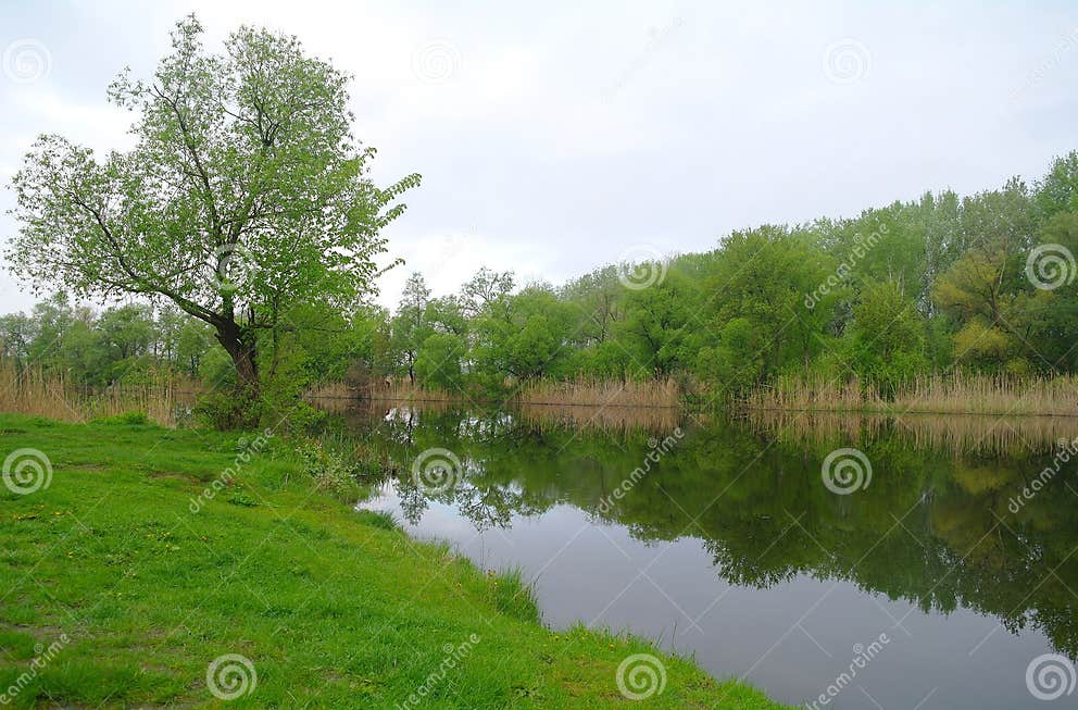 River landscape and wood stock image. Image of ecosystem - 84640407