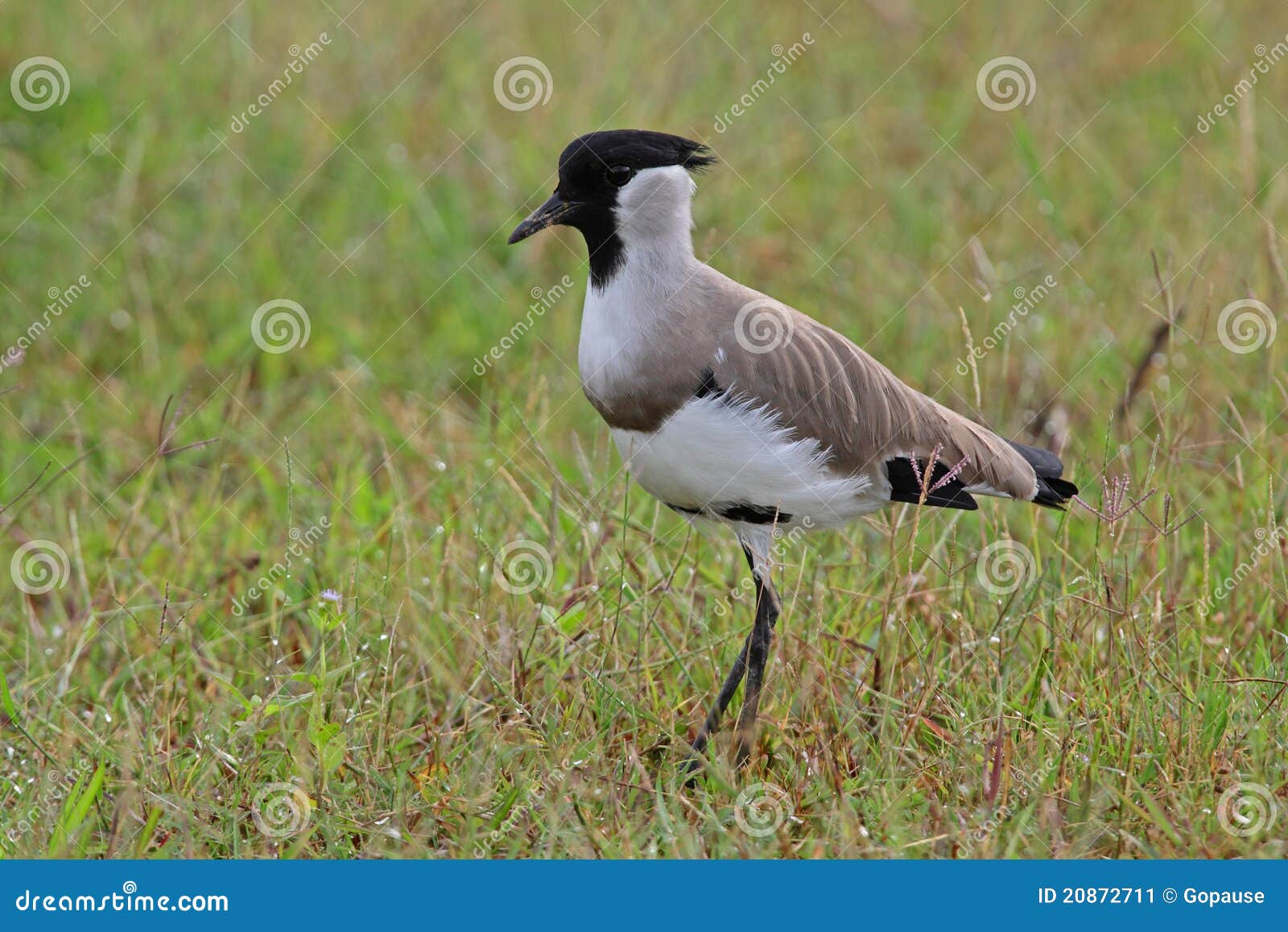 River Lapwing stock image. Image of lapwing, nature, grass - 20872711