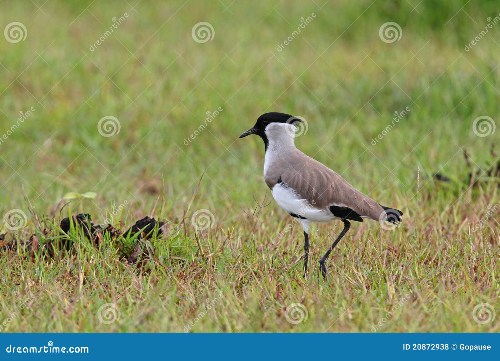 River Lapwing stock photo. Image of bird, nectar, avian - 20872938