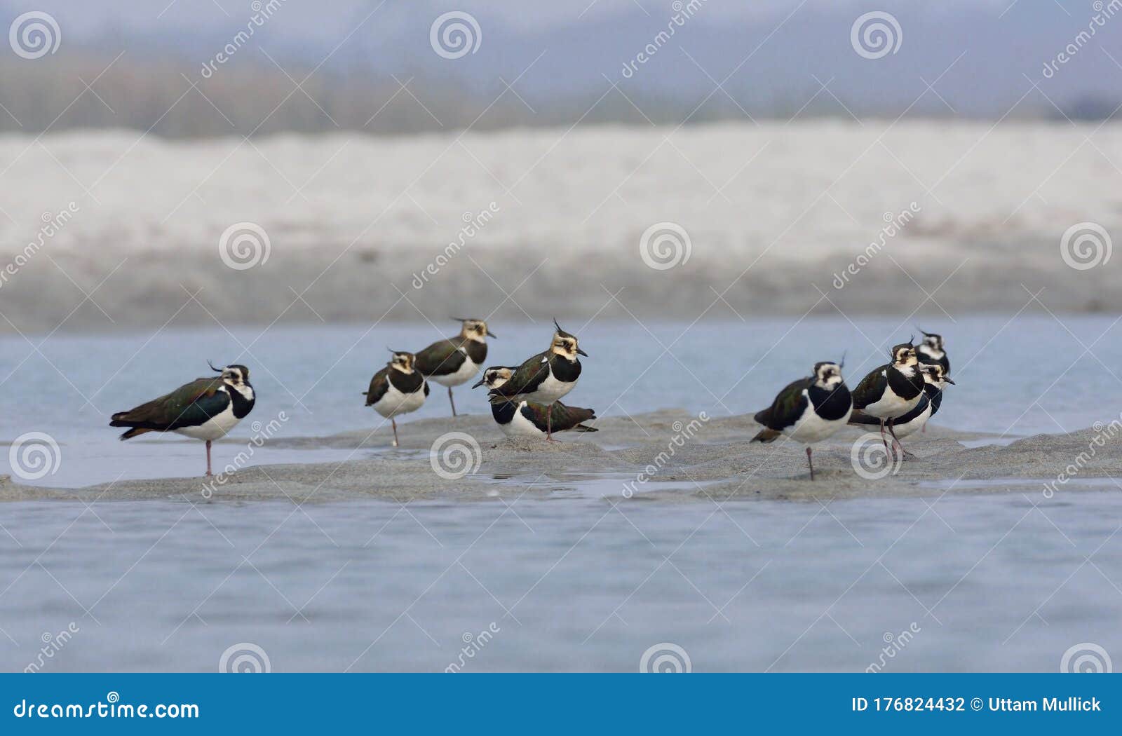 A river lapwing in group stock photo. Image of flightn - 176824432