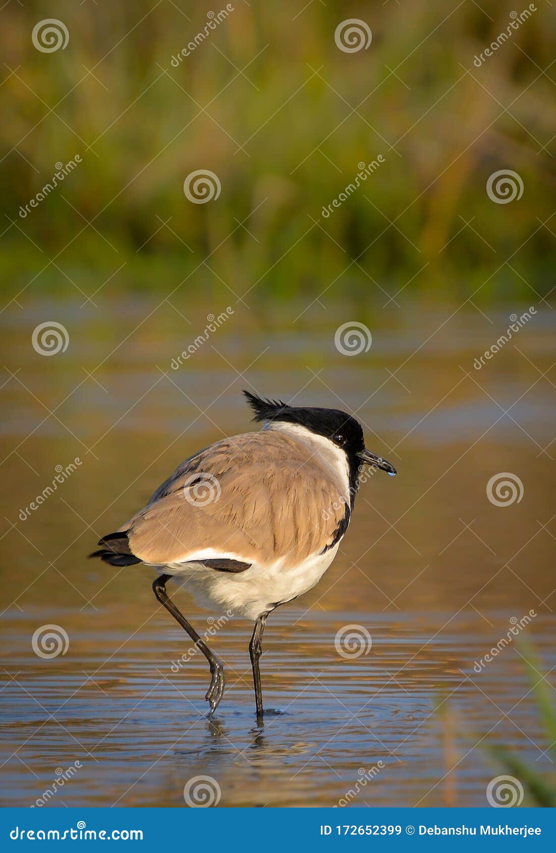 River Lapwing Standing in a River & Watch What Will Heppened. Stock ...