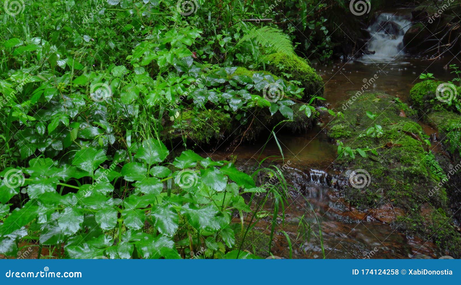 River with Large Stones and Waterfalls in the Forest Stock Photo ...