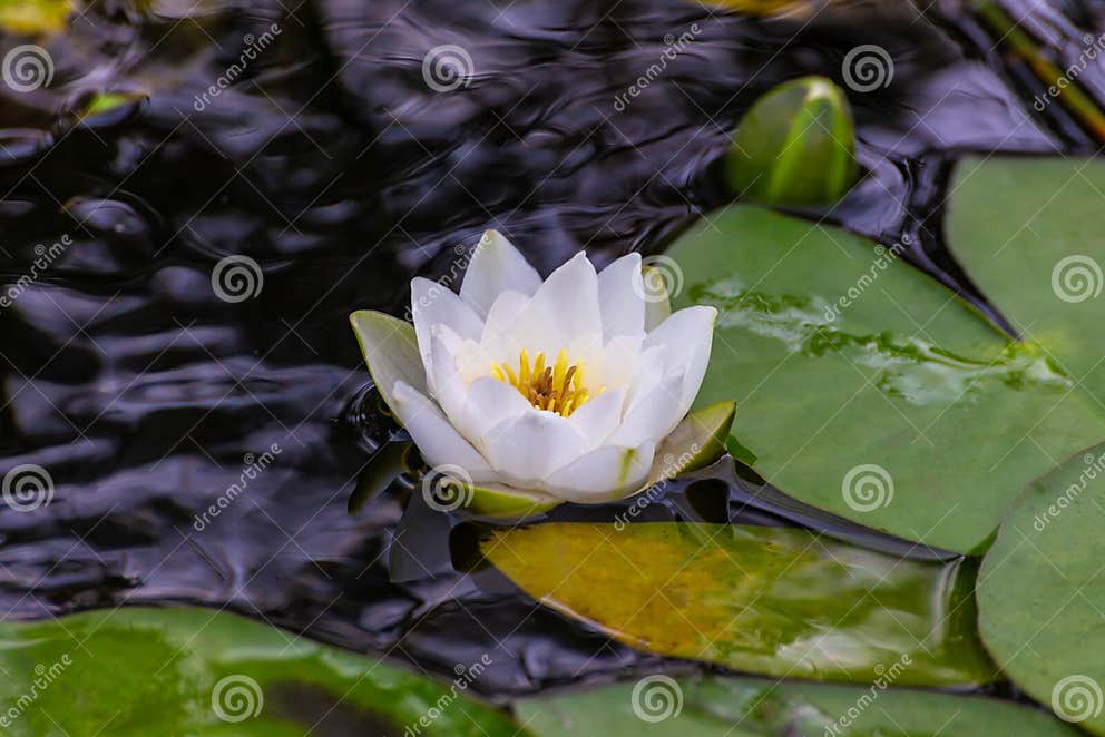 River Lily in the water stock photo. Image of botany - 130179128