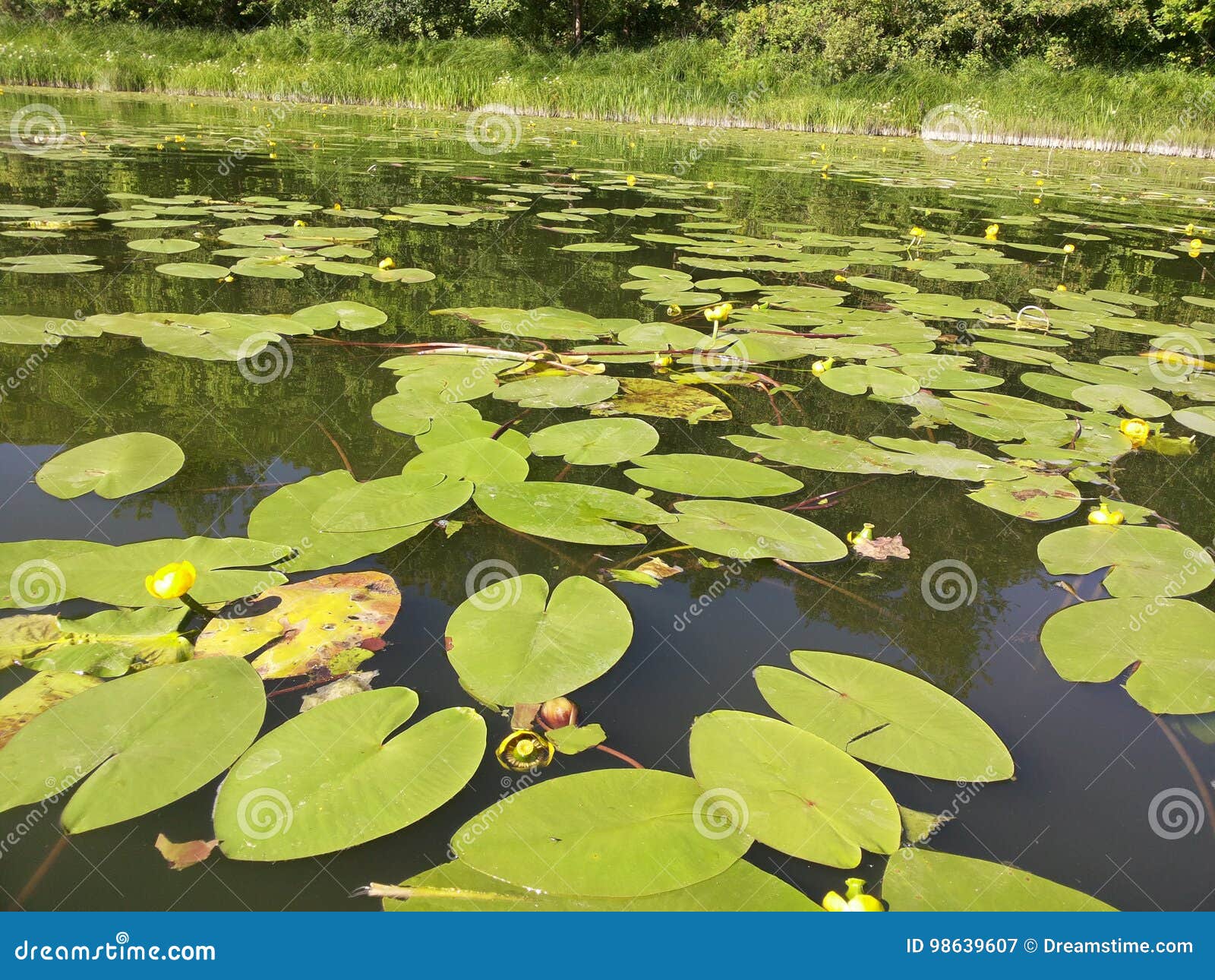 River lily stock image. Image of closeup, summer, water - 98639607