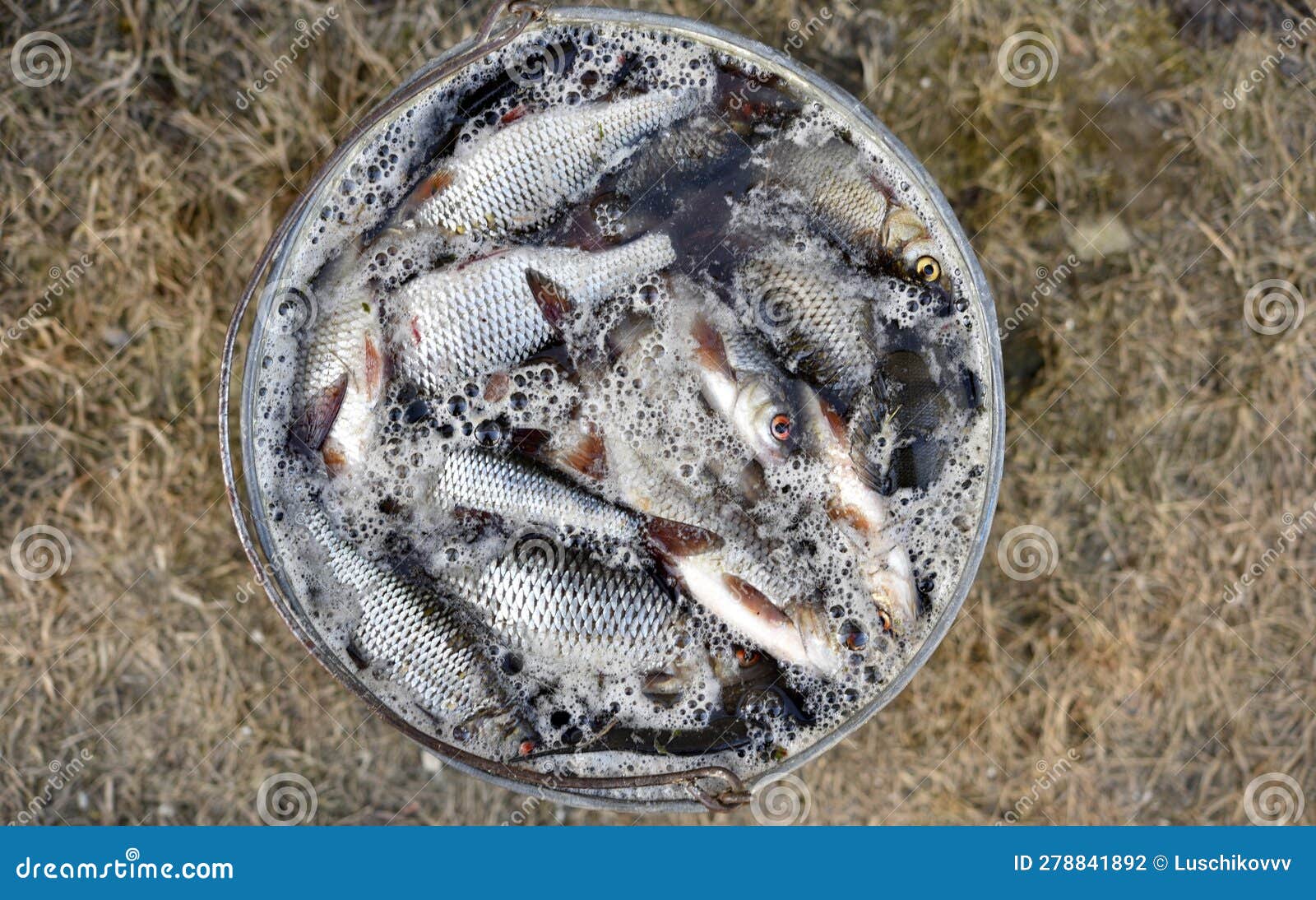 River Live Fish in a Bucket. Fresh Fish Close-up Stock Photo - Image of ...