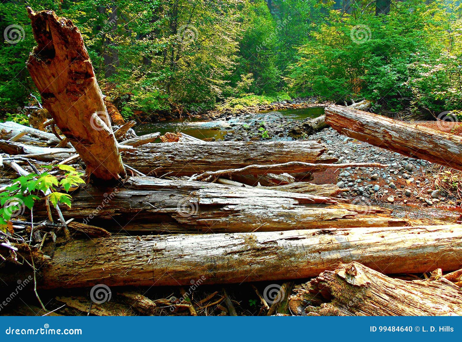 River Logs stock photo. Image of north, hemlock, logs - 99484640