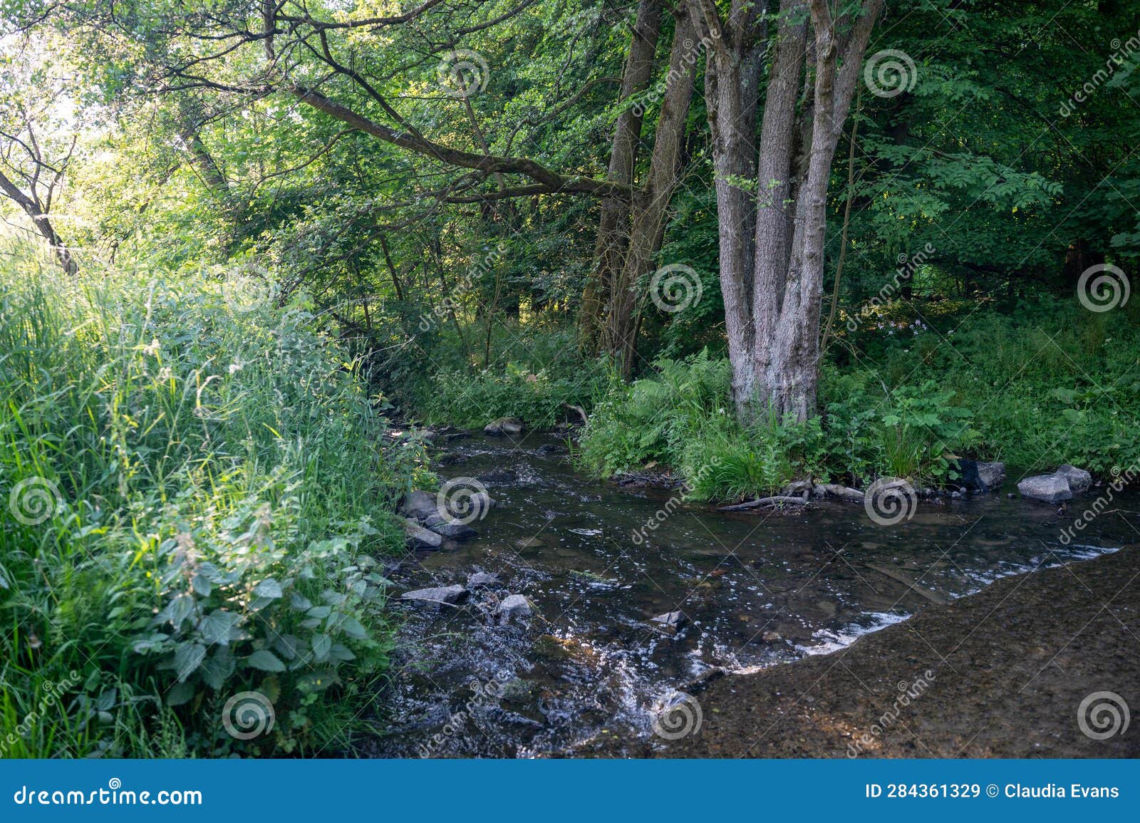 A River with Low Water Level Stock Image - Image of background, idyllic ...