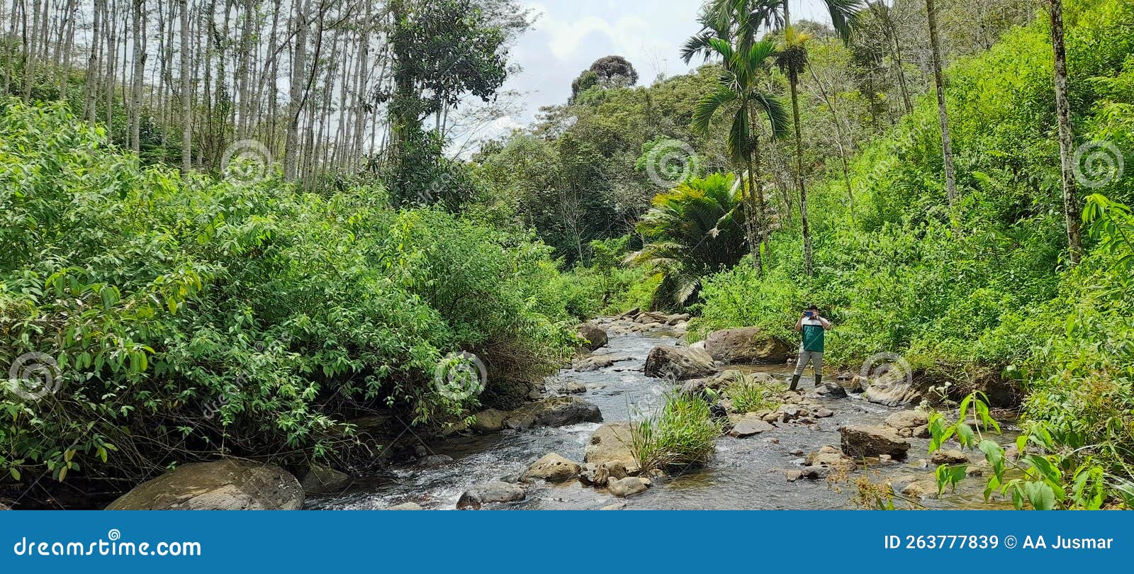 River in the Malampa Forest Stock Image - Image of tree, river: 263777839