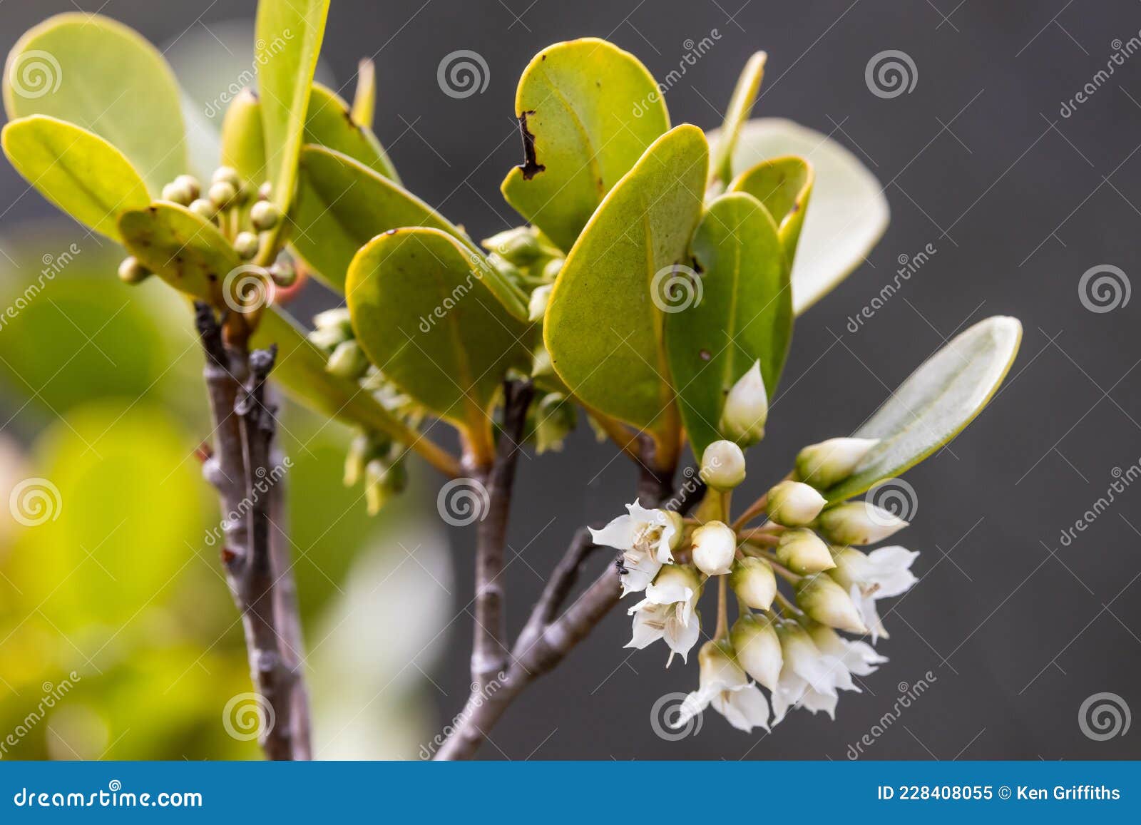 River Mangrove stock image. Image of marina, avicennia - 228408055