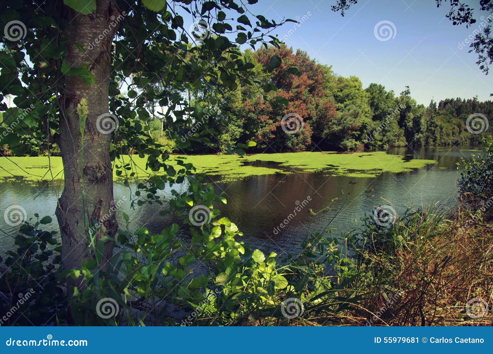 River Margins stock image. Image of atmosphere, beautiful - 55979681