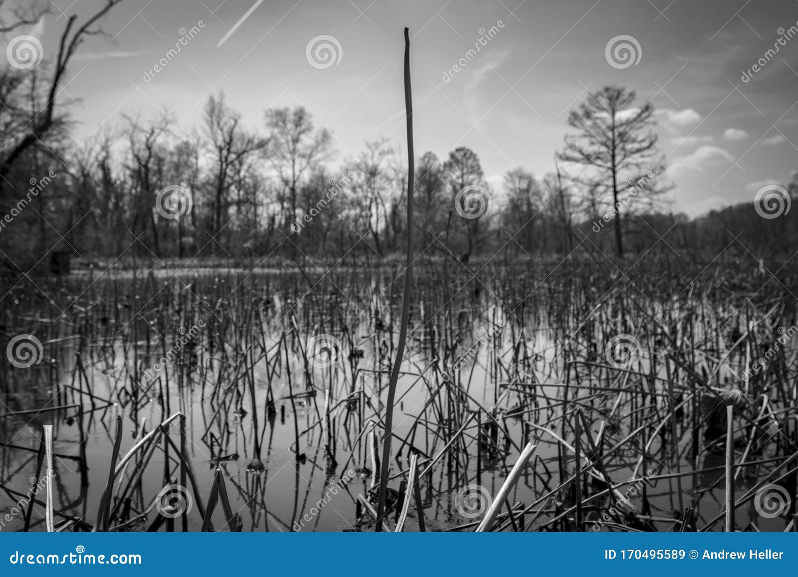River and Marsh Reeds in Swamp Stock Image - Image of weeds, river ...