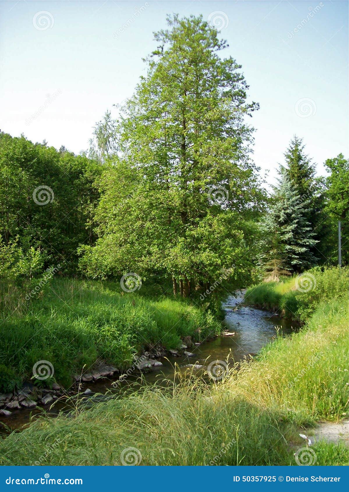 River meadow stock image. Image of tree, riverway, trees - 50357925