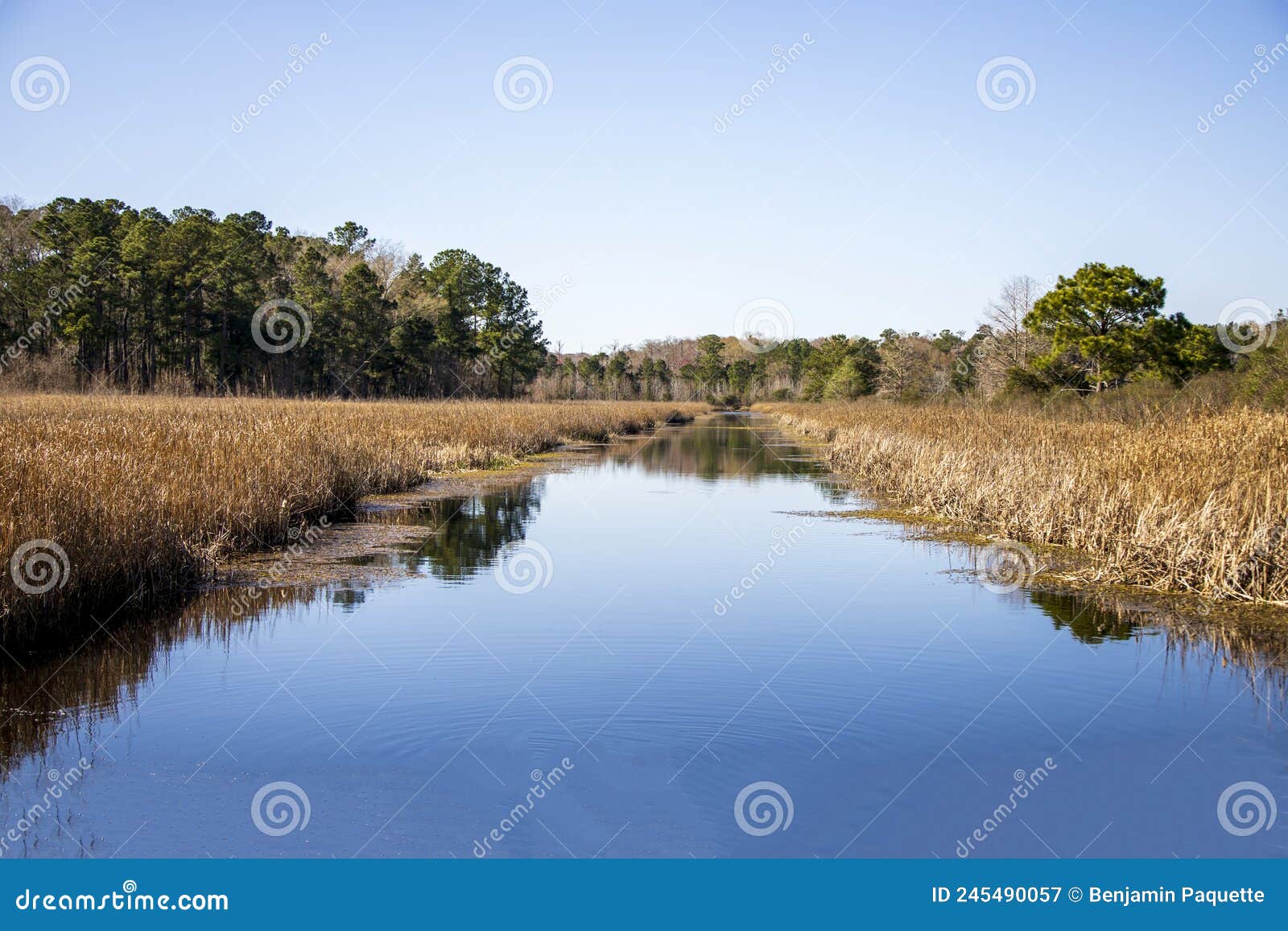 River in the Middle of a Grassy Marsh Stock Image - Image of spring ...
