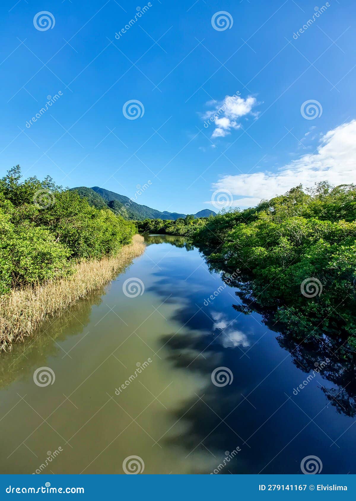 River in the Middle of Nature Brasil Stock Image - Image of trees ...