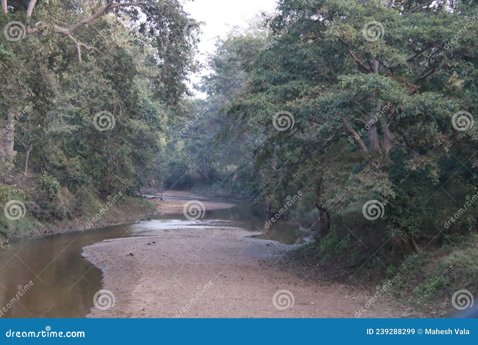 River in the Middle and Trees on Both Sides Stock Image - Image of ...