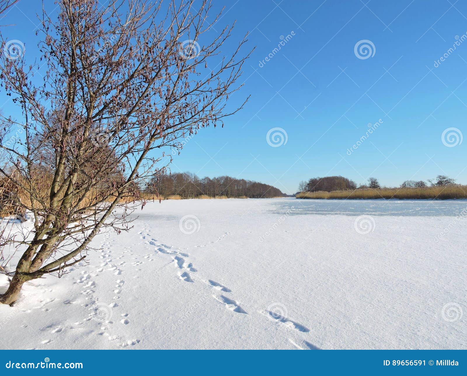 River Minija in Winter, Lithuania Stock Image - Image of trees, cold ...