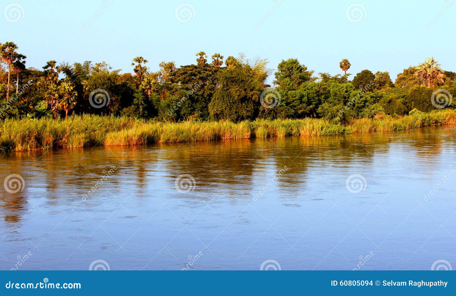 River at morning stock photo. Image of daytime, plants - 60805094