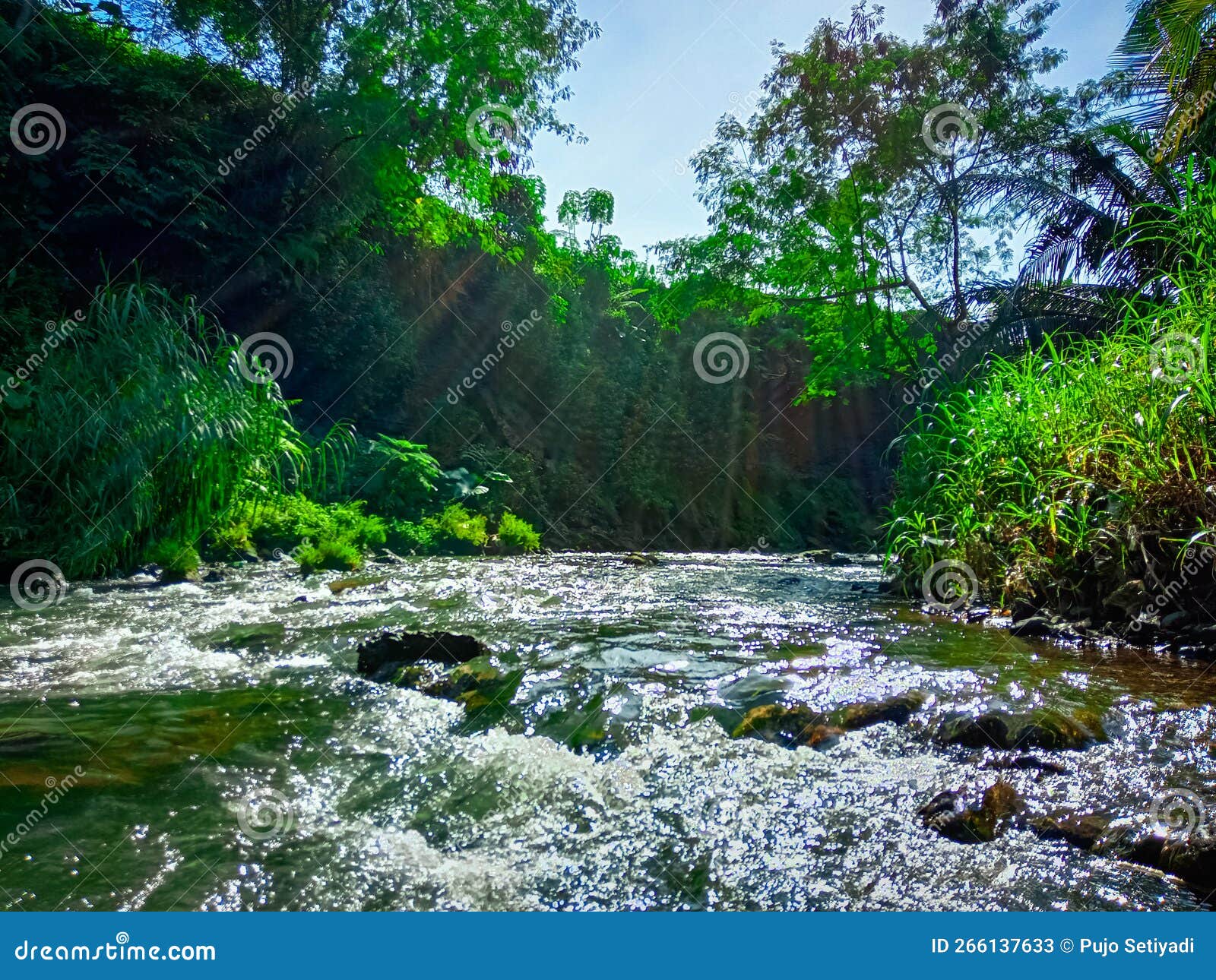 River in the Morning with Sunshine in Purwokerto Stock Image - Image of ...