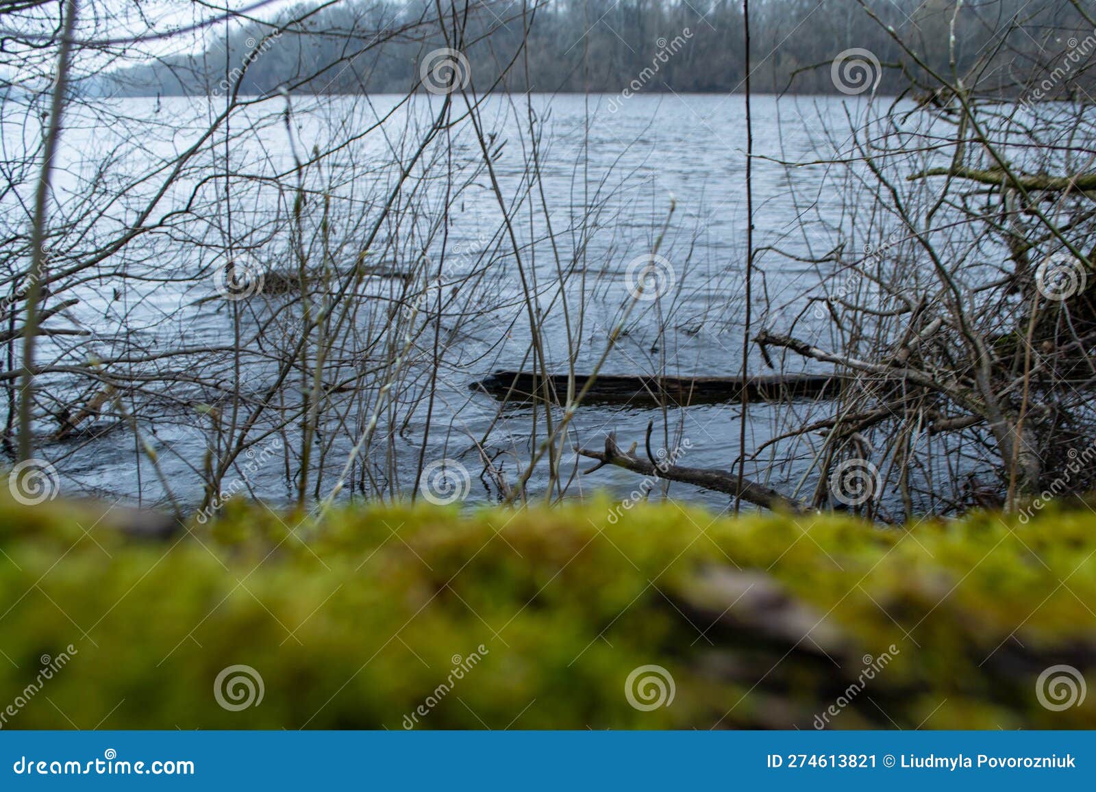 A River with a Mossy Surface and a Bridge in the Background Stock Image ...