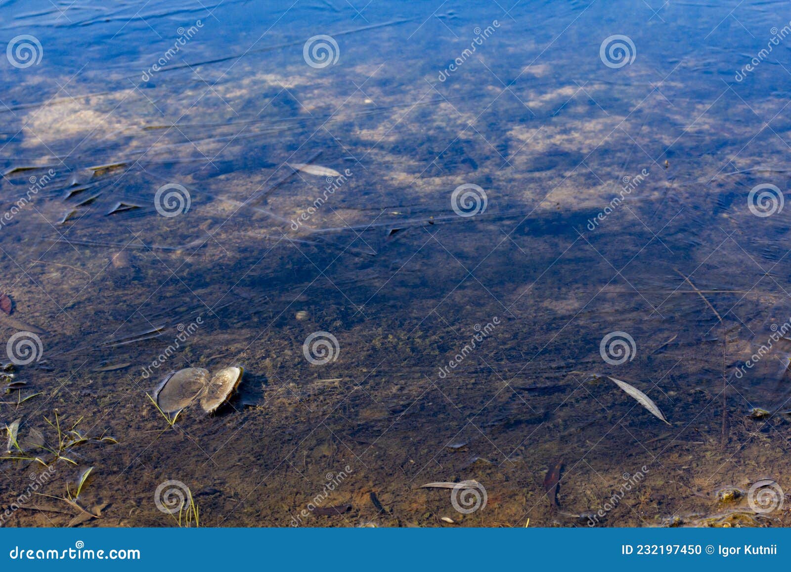 River Mussel Shells Inside the First Autumn Ice on the River Stock ...