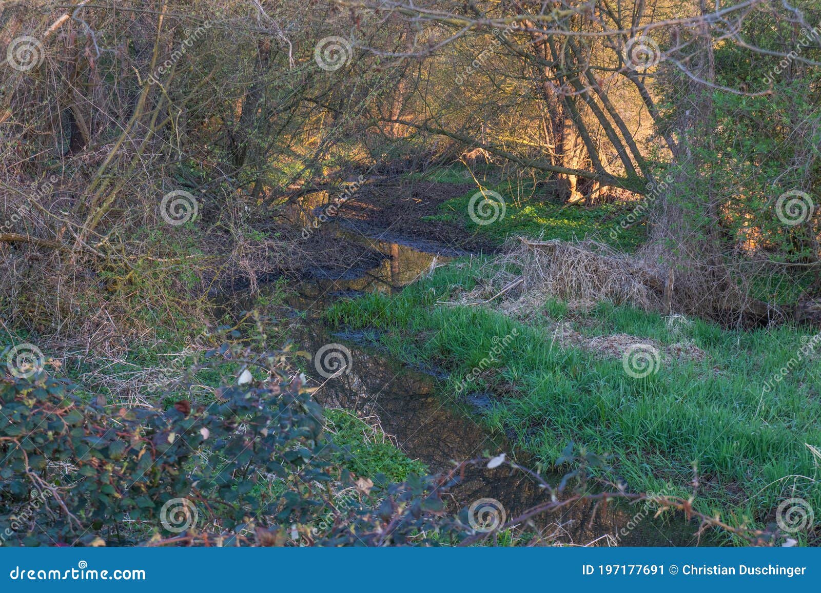 The River Naab Next To Schwandorf Stock Image - Image of forest ...