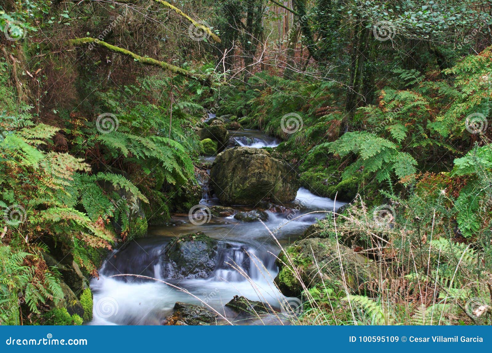 The river stock image. Image of stream, landscape, forest - 100595109
