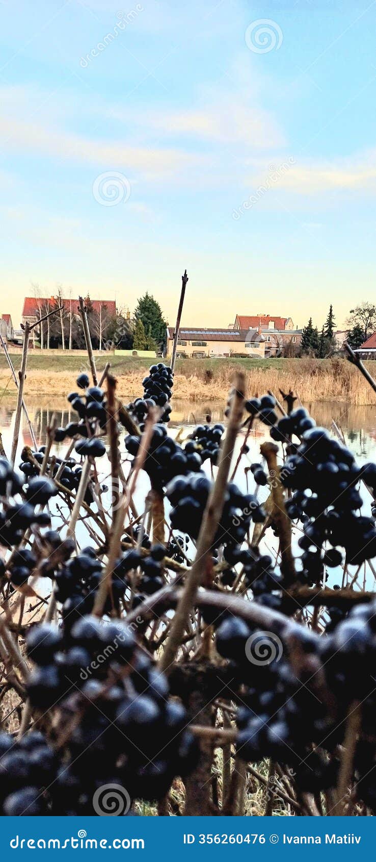 View of the River from the Bush. You Can See Beautiful Berries on the ...