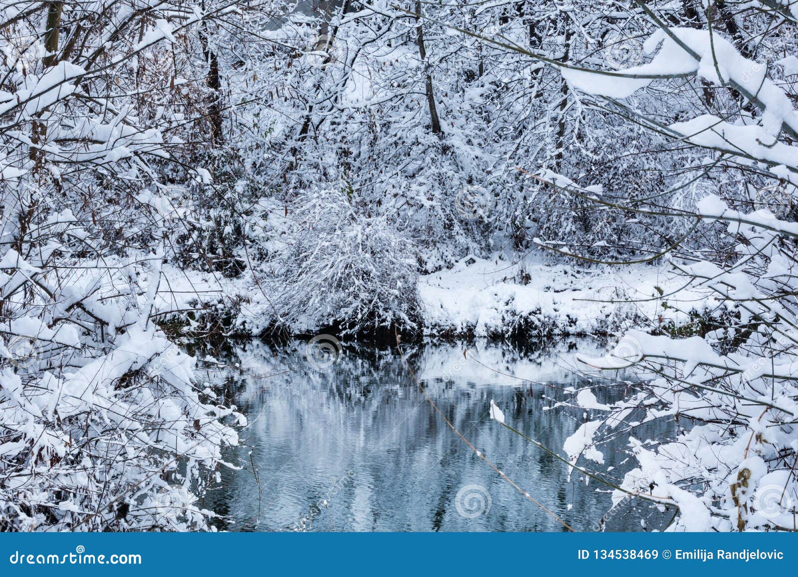 River in Nature and Branches and Trees Covered with Snow Stock Image ...