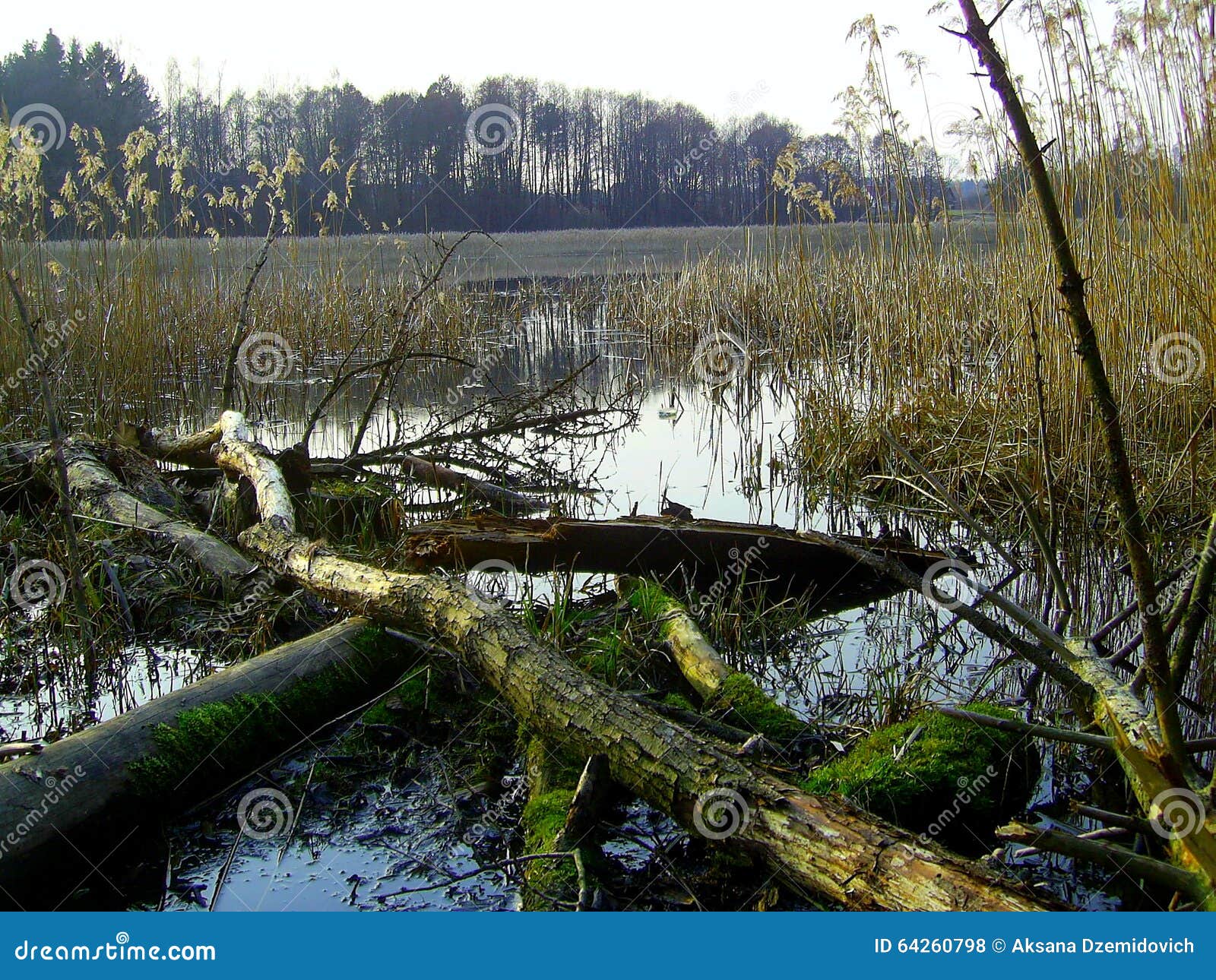River stock photo. Image of nature, coast, windfall, backwater - 64260798
