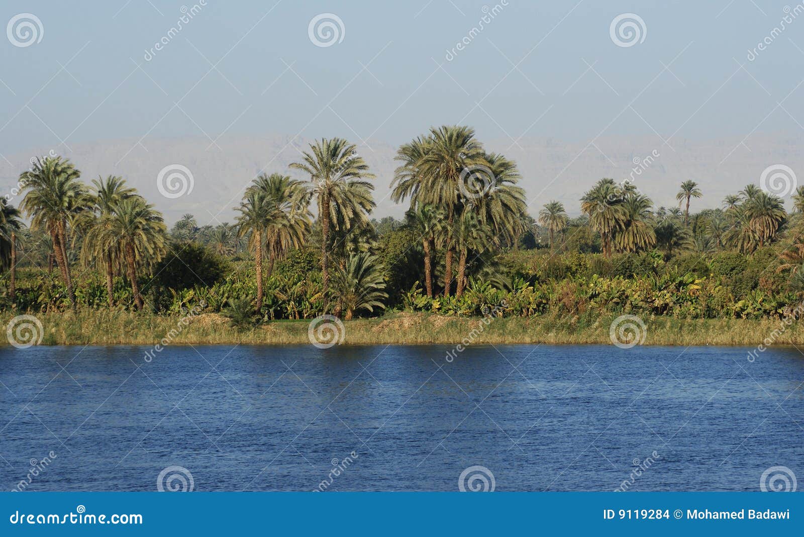 River Nile stock photo. Image of nile, nature, tree, river - 9119284
