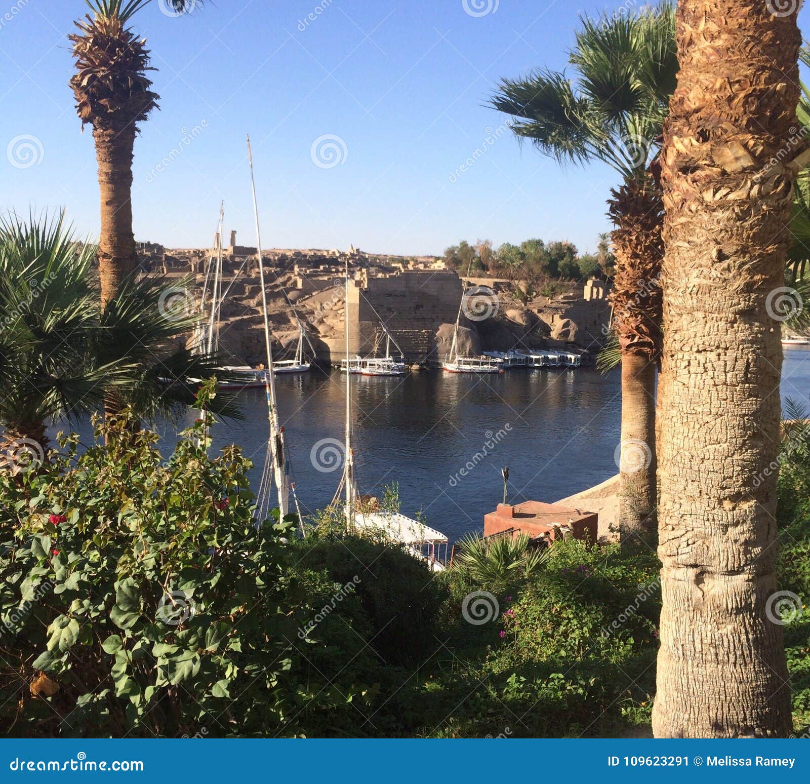 River stock image. Image of nile, palm, egypt, trees - 109623291