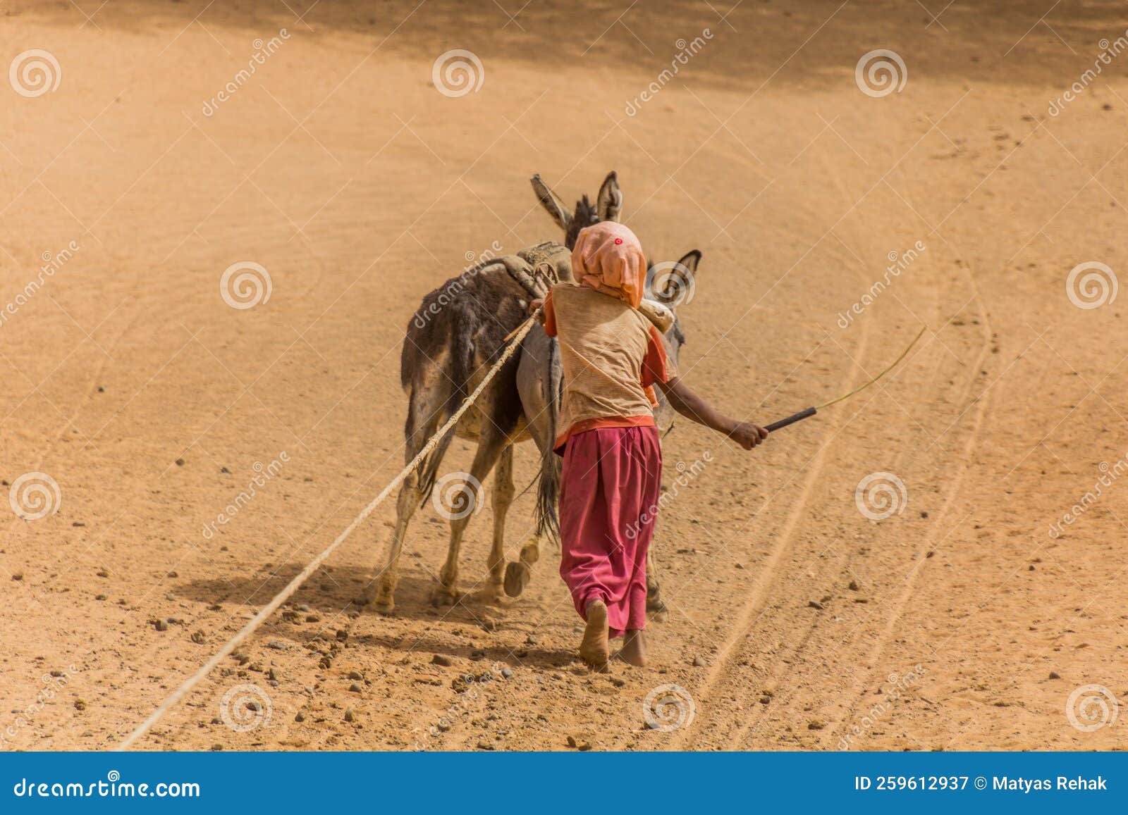 RIVER NILE STATE, SUDAN - MARCH 5, 2019: Donkey Pulling Water from a ...