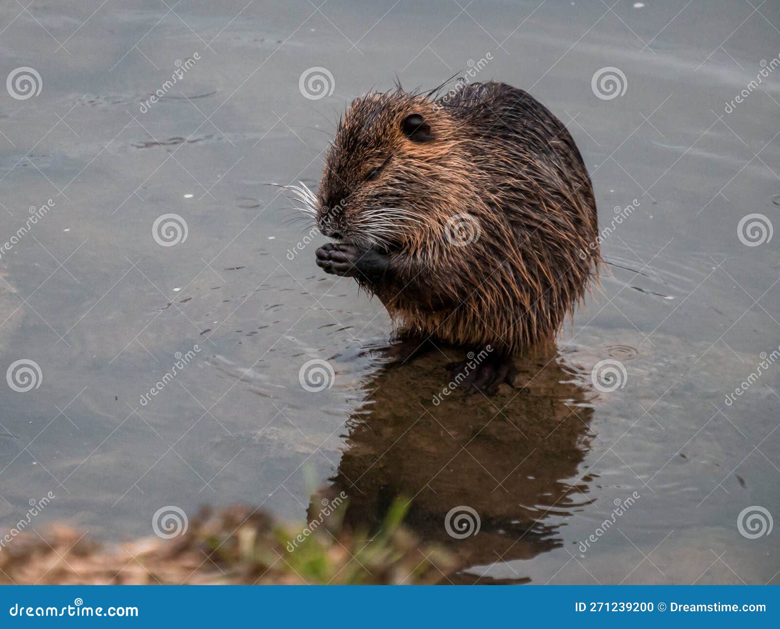 A River Nutria Cleans Itself at the River Bank Stock Photo - Image of ...