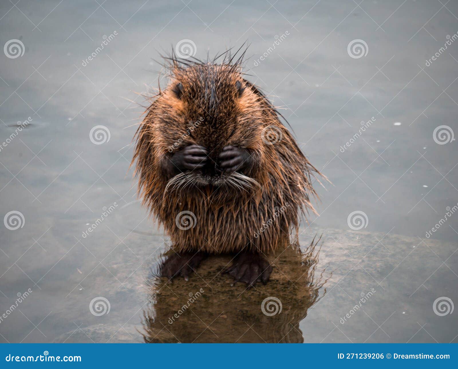 A River Nutria Cleans Itself at the River Bank Stock Photo - Image of ...