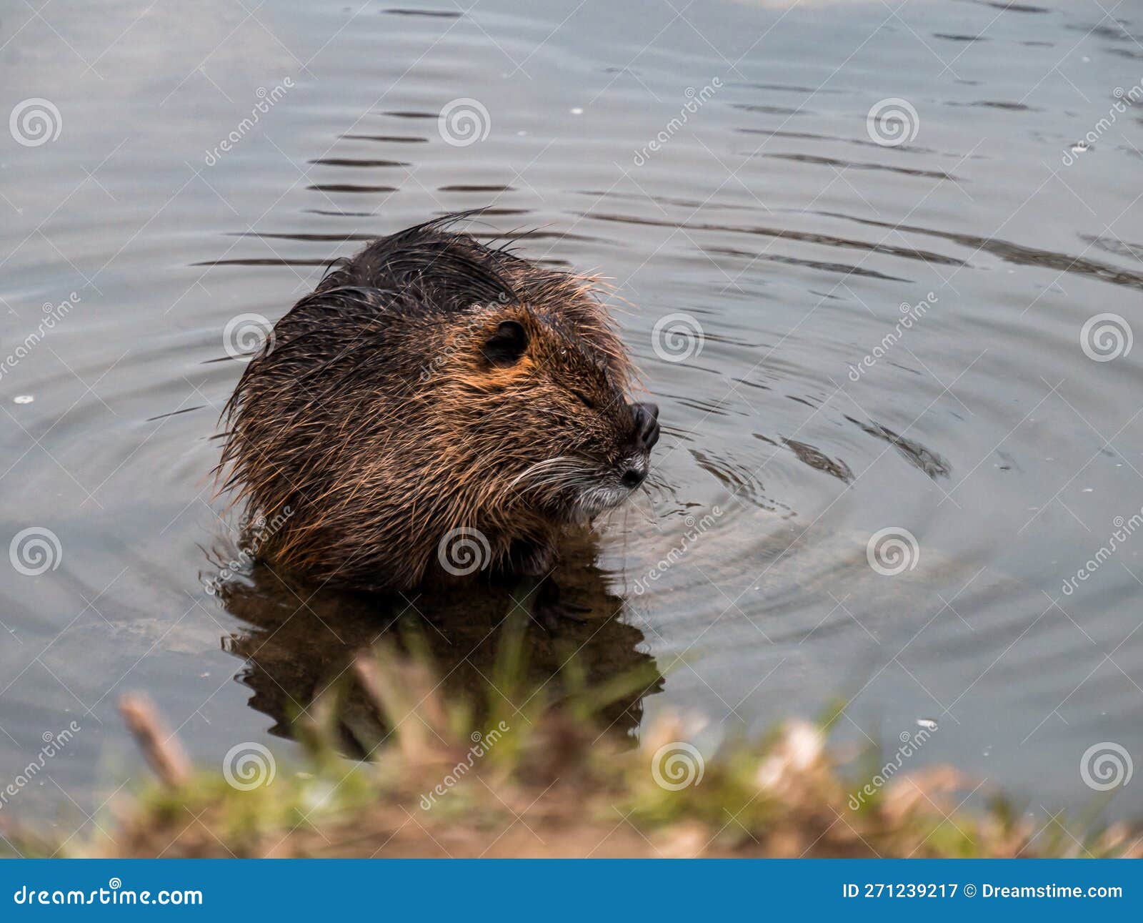 A River Nutria Cleans Itself at the River Bank Stock Image - Image of ...