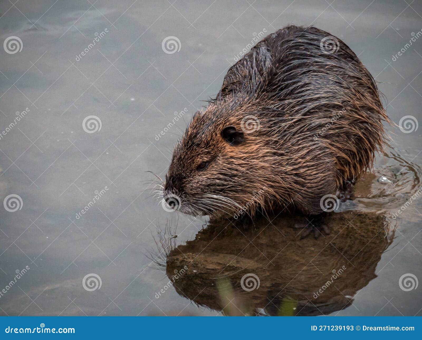 A River Nutria is Marching on the River Bank Stock Image - Image of ...