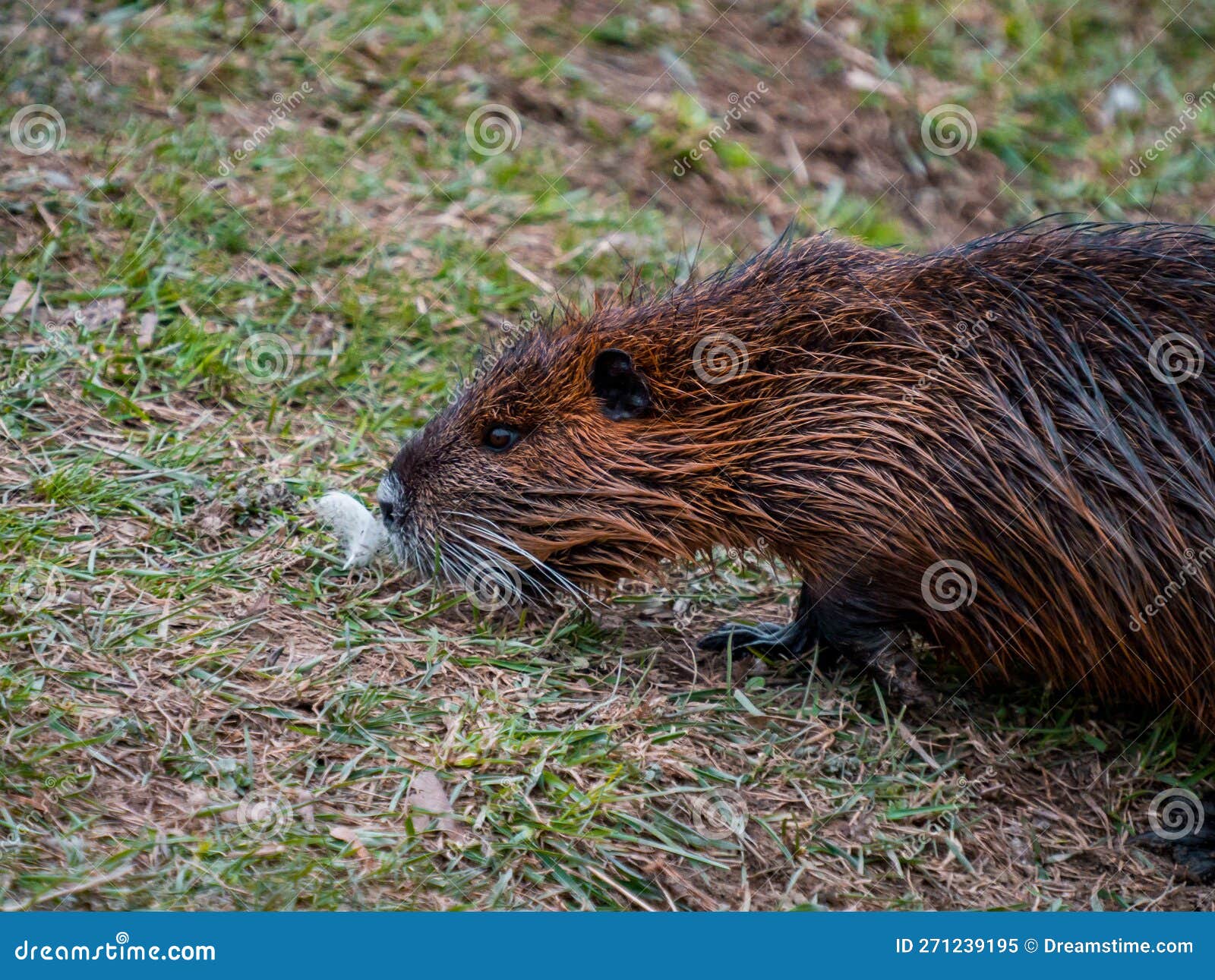 A River Nutria is Marching on the River Bank Stock Image - Image of ...