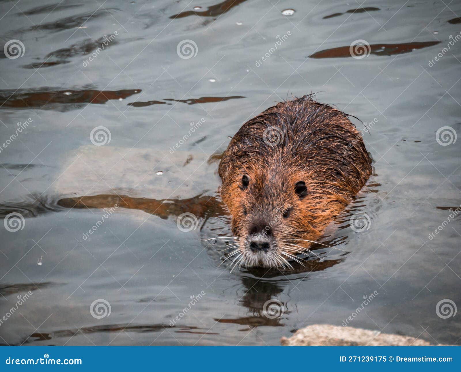 A River Nutria Swims in the Water of the River Stock Image - Image of ...