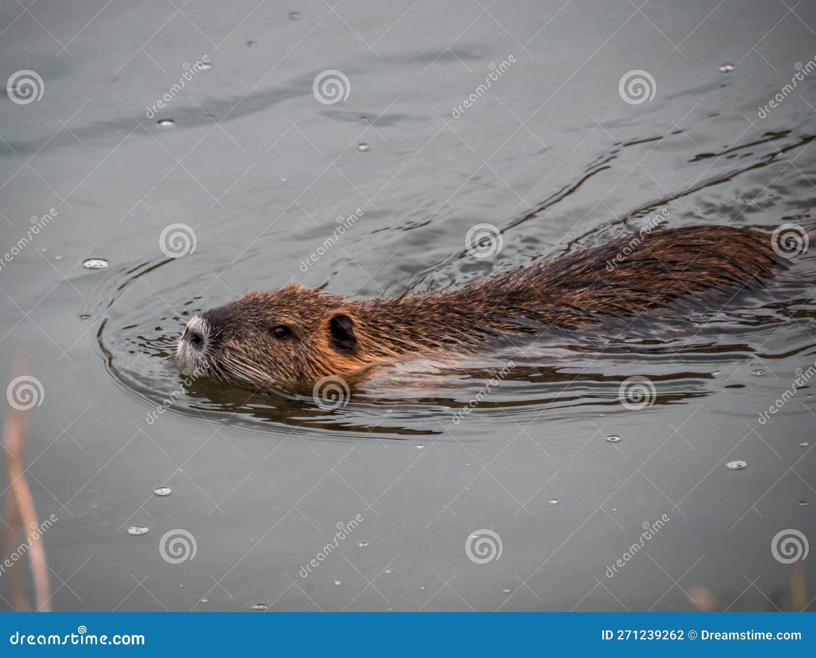 A River Nutria Swims in the Water of the River Stock Photo - Image of ...