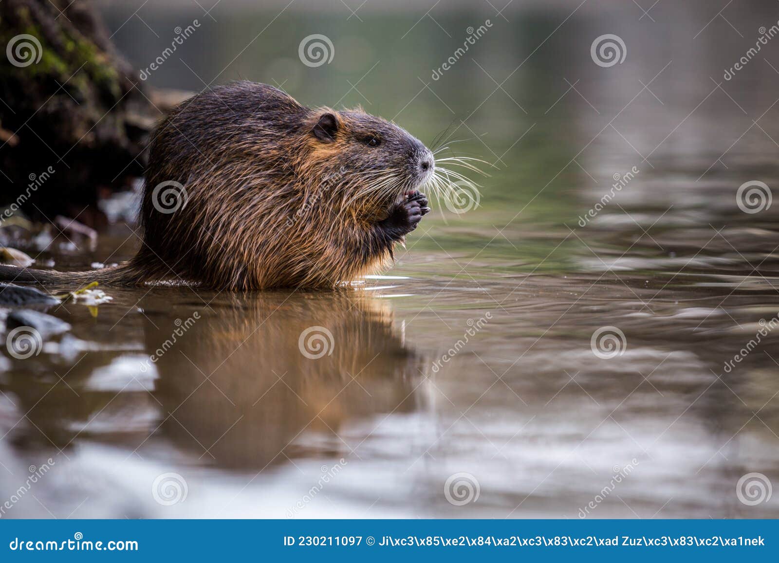 River Nutria in Water in Nature Park Stock Image - Image of park, food ...