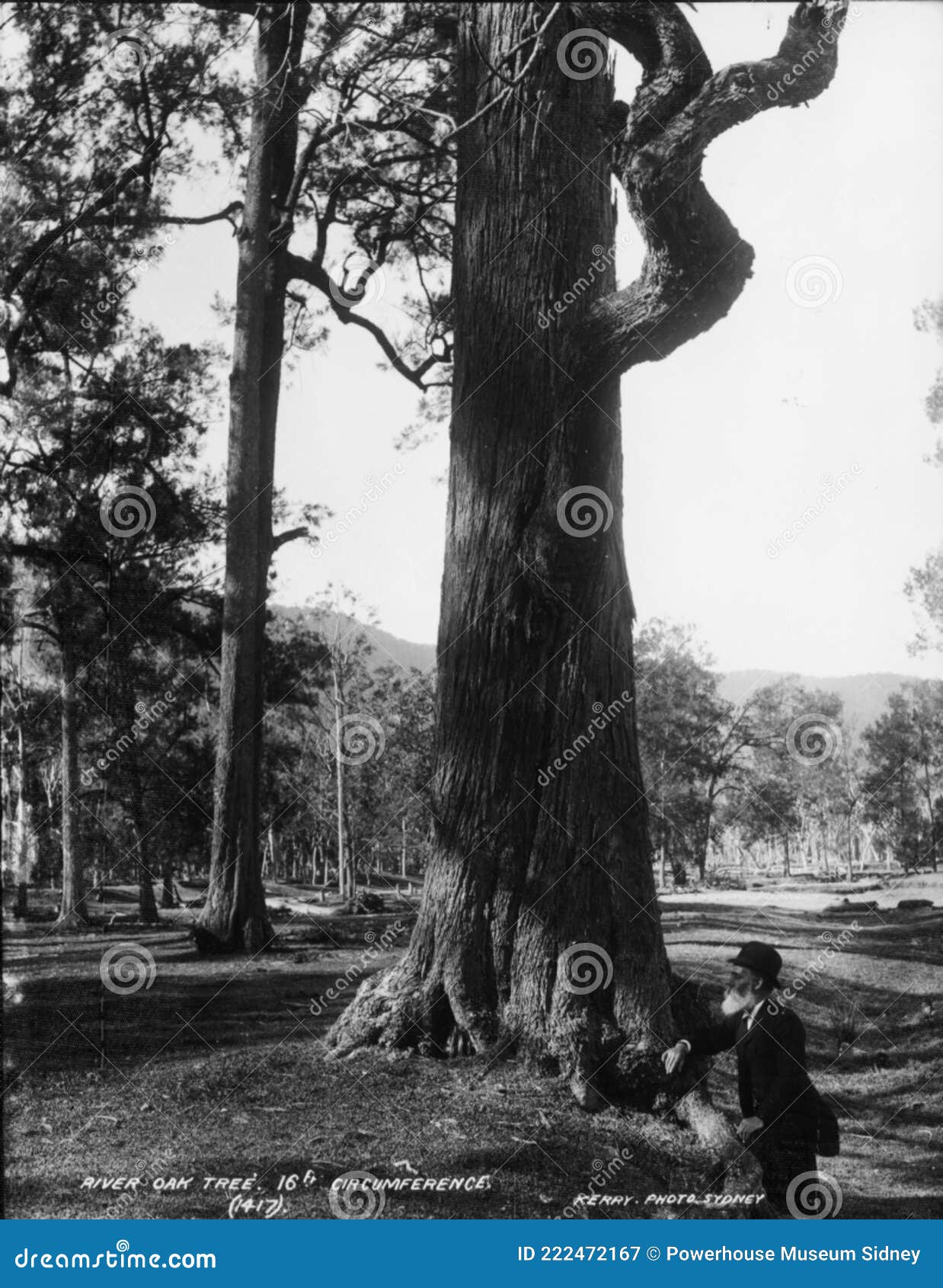 River Oak Tree, 16ft Circumference Picture. Image: 222472167