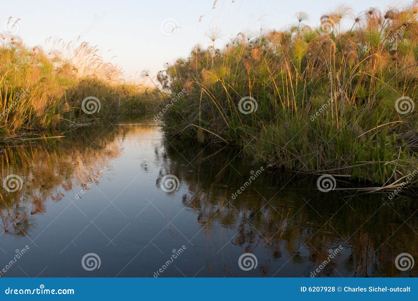River in Okavango Delta stock photo. Image of banks, tributary - 6207928
