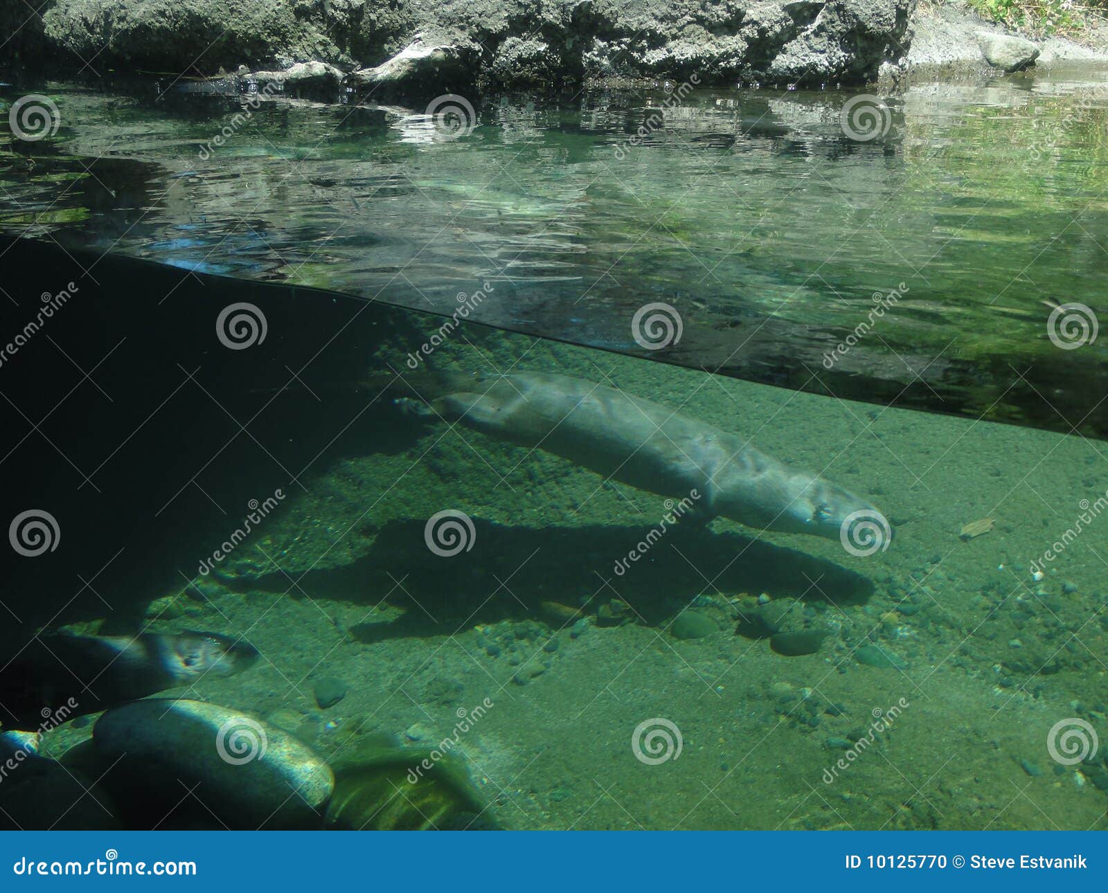 River otter stock photo. Image of otter, river, underwater - 10125770