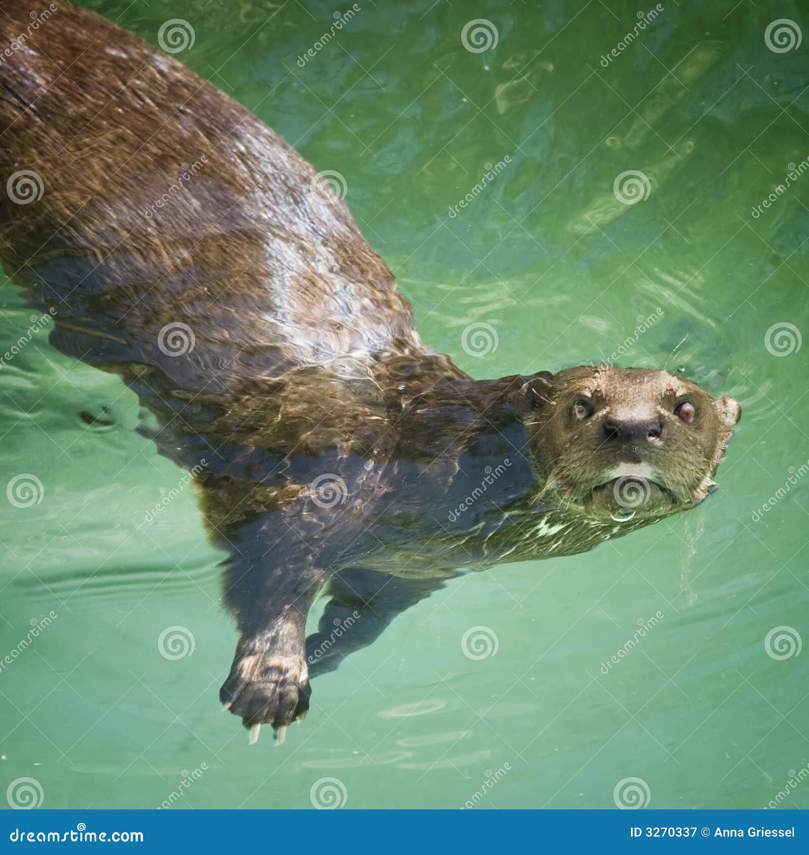 River Otter stock image. Image of otter, river, curious - 3270337