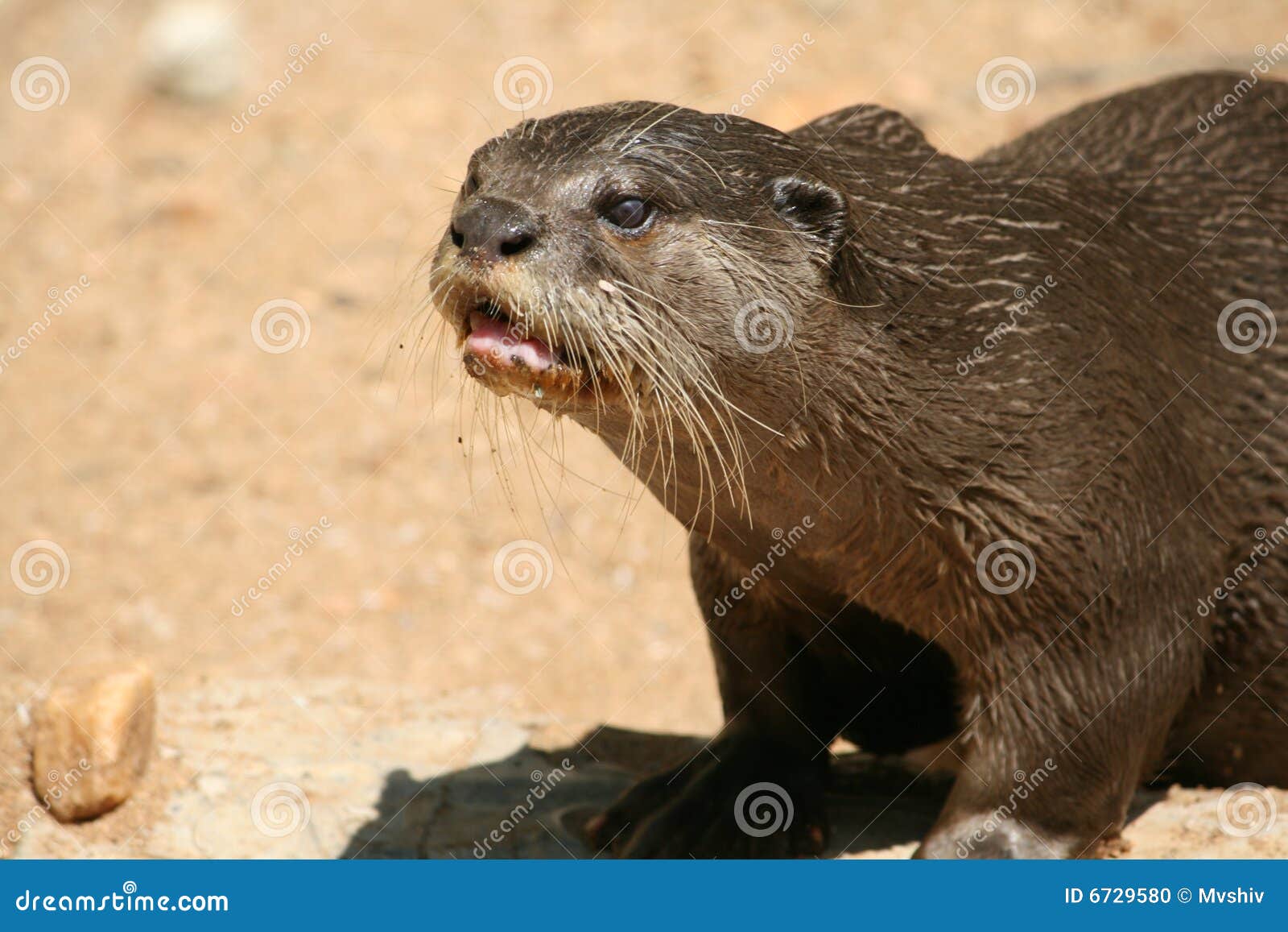 River Otter, Lontra Canadensis, Eating A Fish On Barnacle Rocks, Ford ...