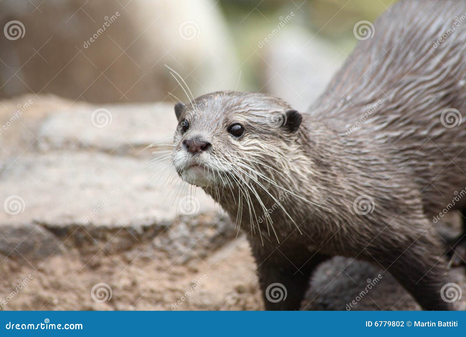 River Otter - Okefenokee Swamp Royalty-Free Stock Image | CartoonDealer ...