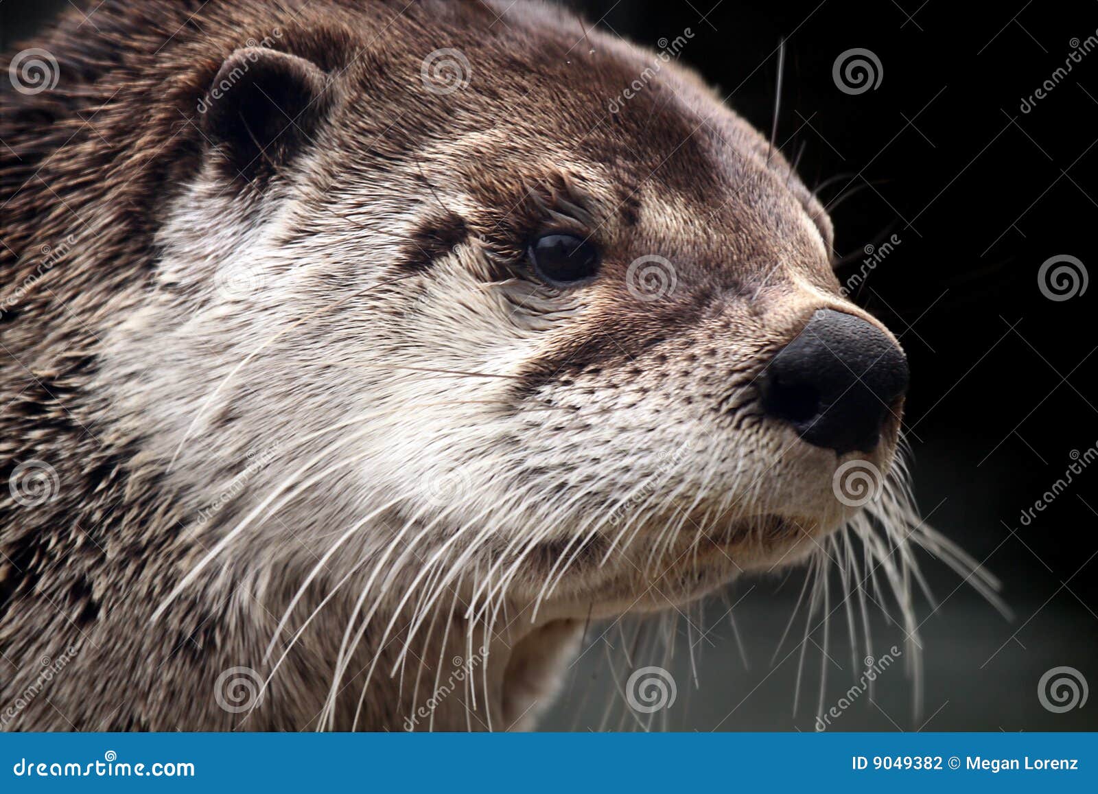 River Otter - Okefenokee Swamp Royalty-Free Stock Image | CartoonDealer ...