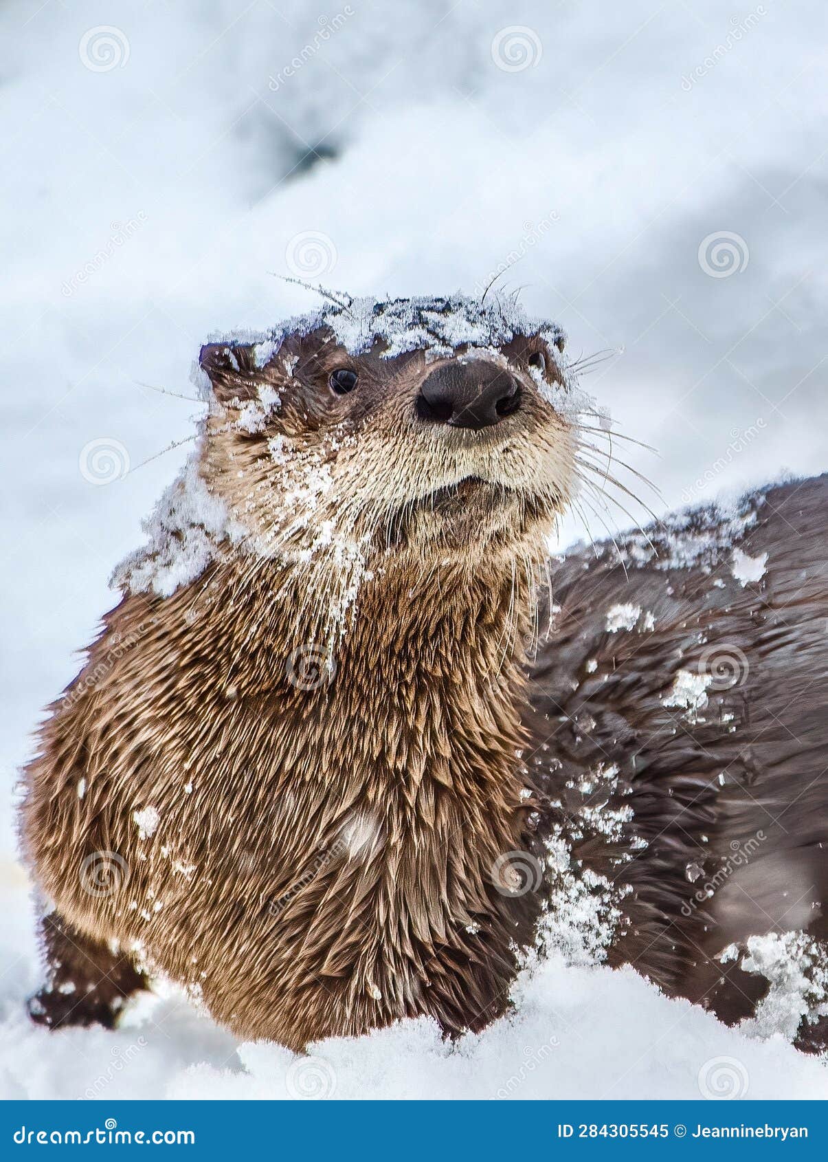 Winter River Otter stock image. Image of winter, river - 284305545
